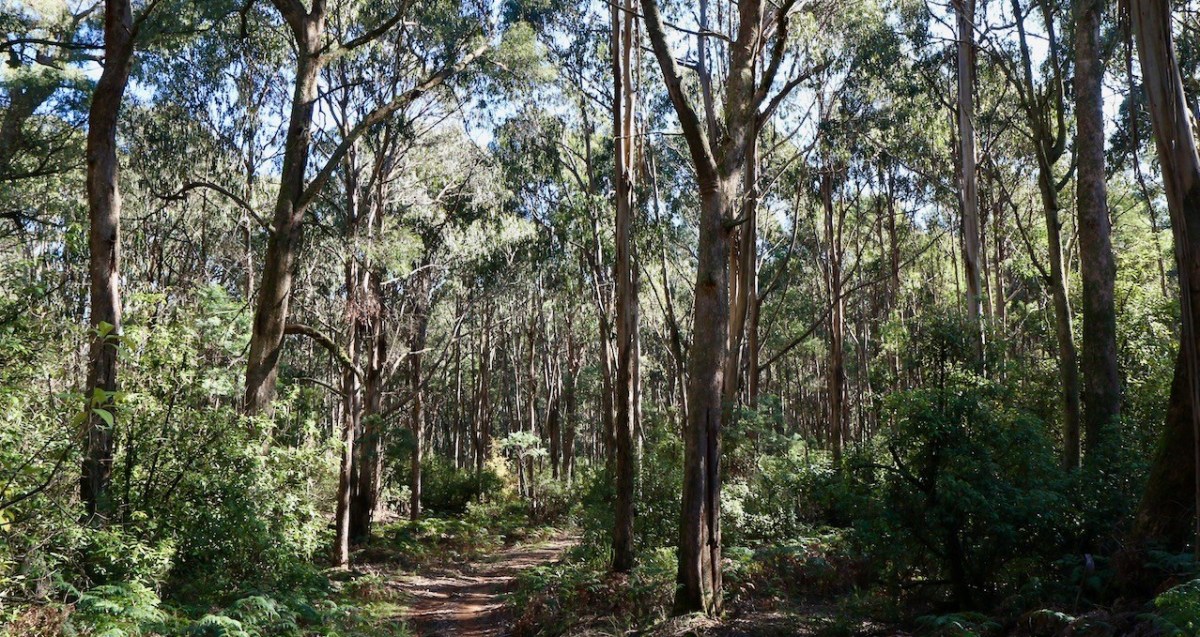 The fight to protect Strathbogie Forest | poetography.ink