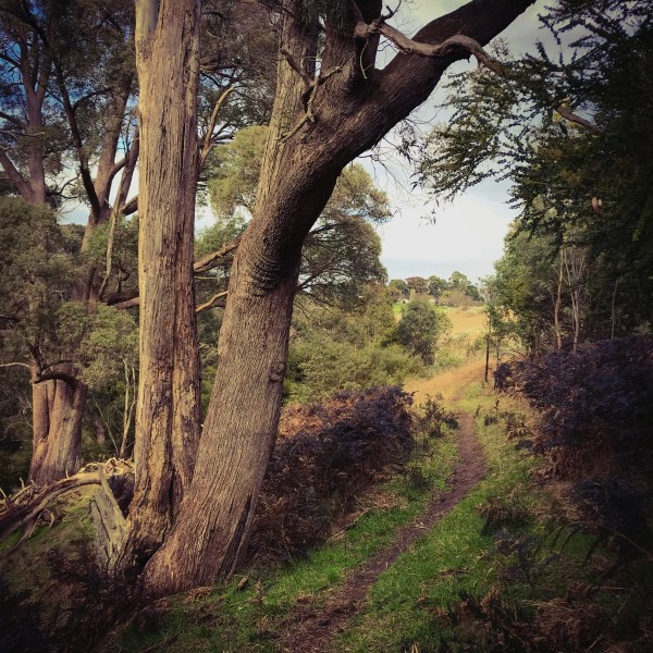 Strathbogie Ranges tracks and trails #01 | poetography.ink