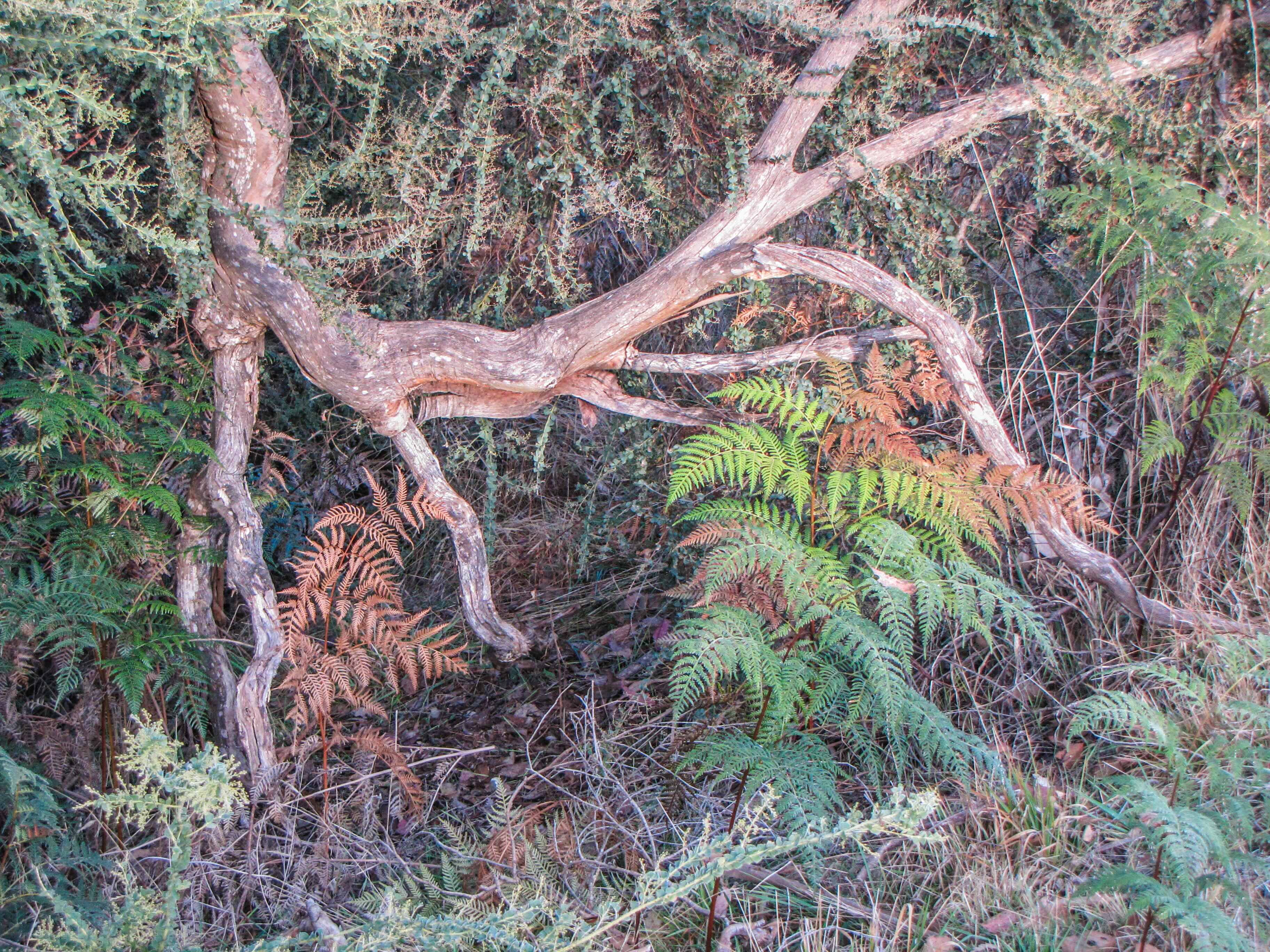 still life in the bush | poetography.ink