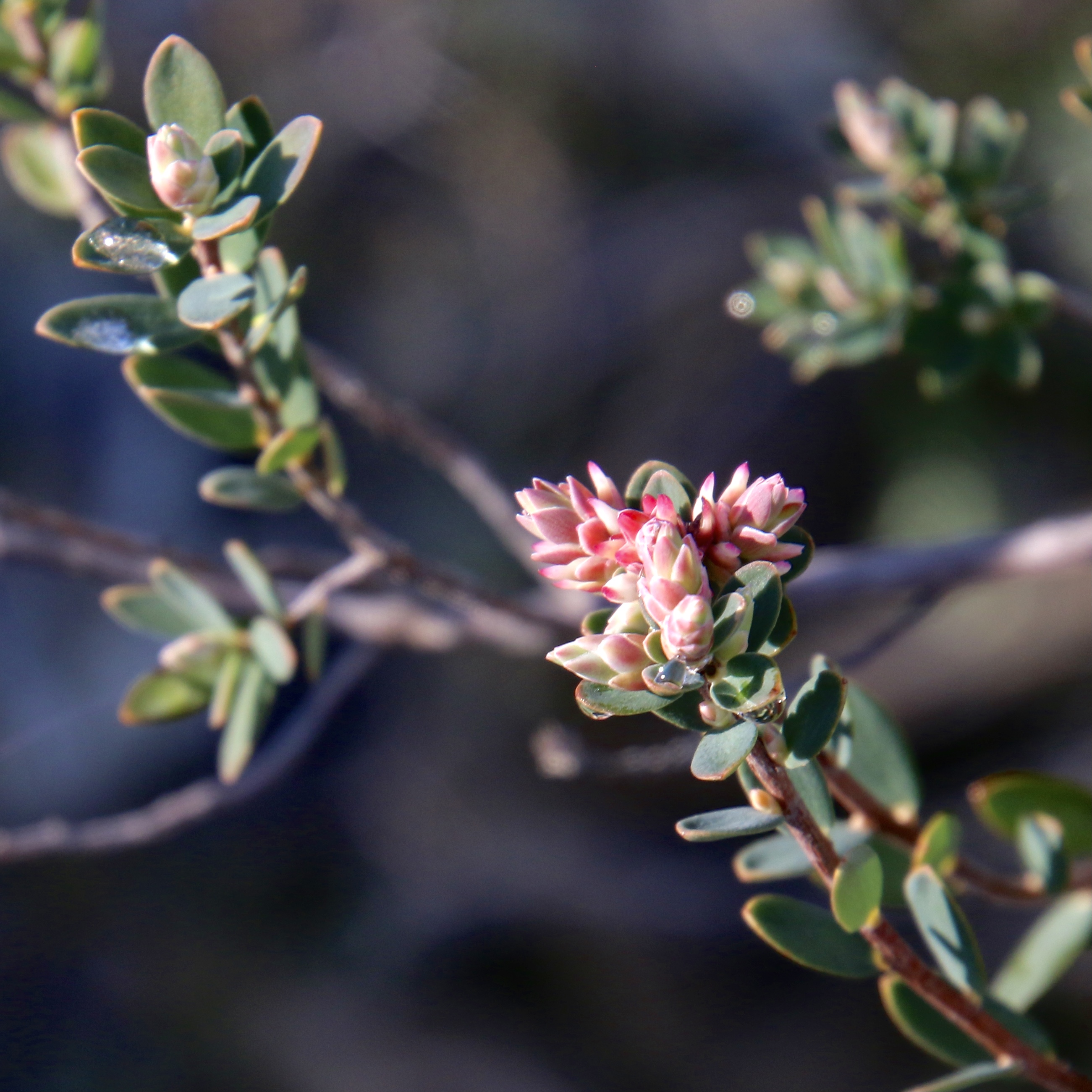 Native Daphne | poetography.ink