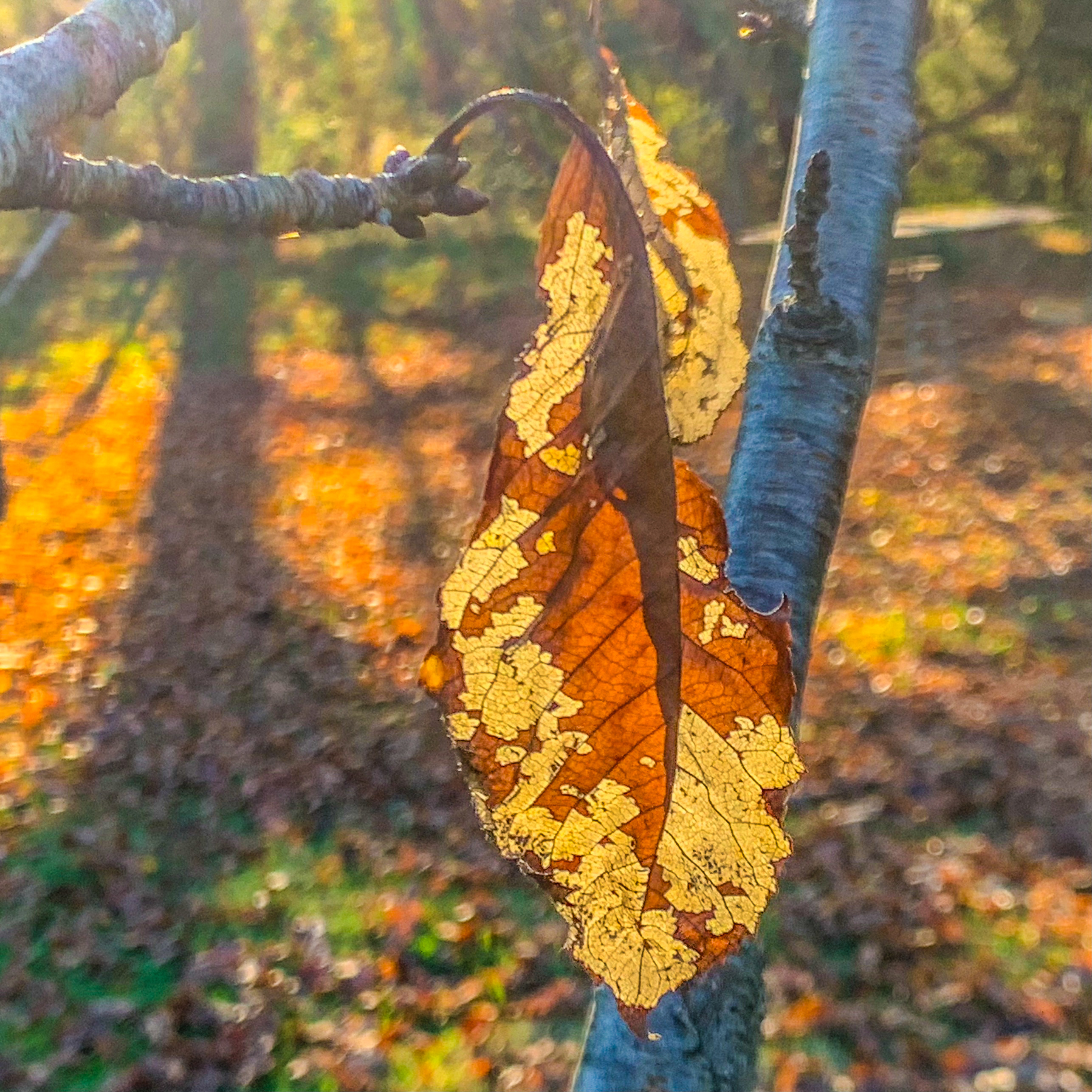 Bogie autumn | poetography.ink