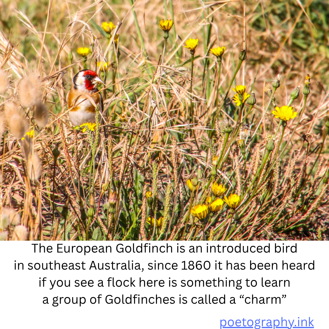 Goldfinch | poetography.ink
